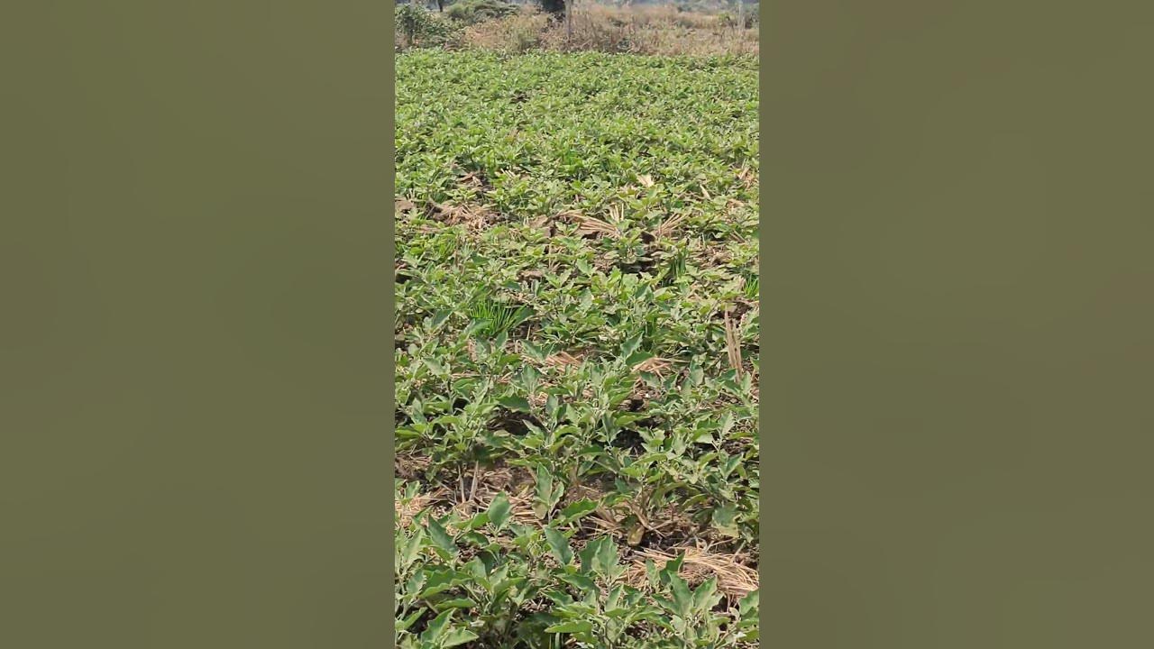 Apne khet mein Pani chalane ka kam chal raha hai doston - YouTube