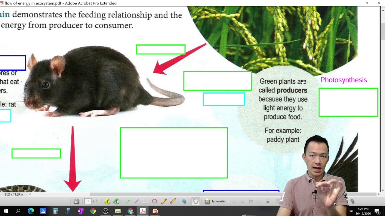 Form 2 Science | Chapter 2 | Ecosystem | Energy Flow in an Ecosystem ...