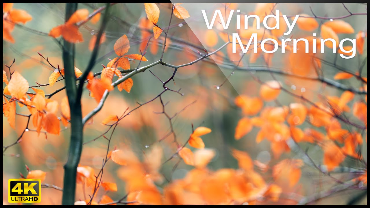 Windy Morning - YouTube