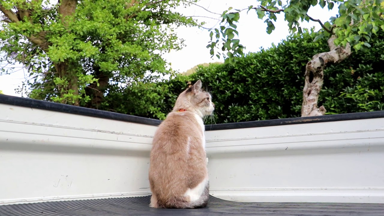 カラスを狙うくろ Cat hunting crows 200712 - YouTube