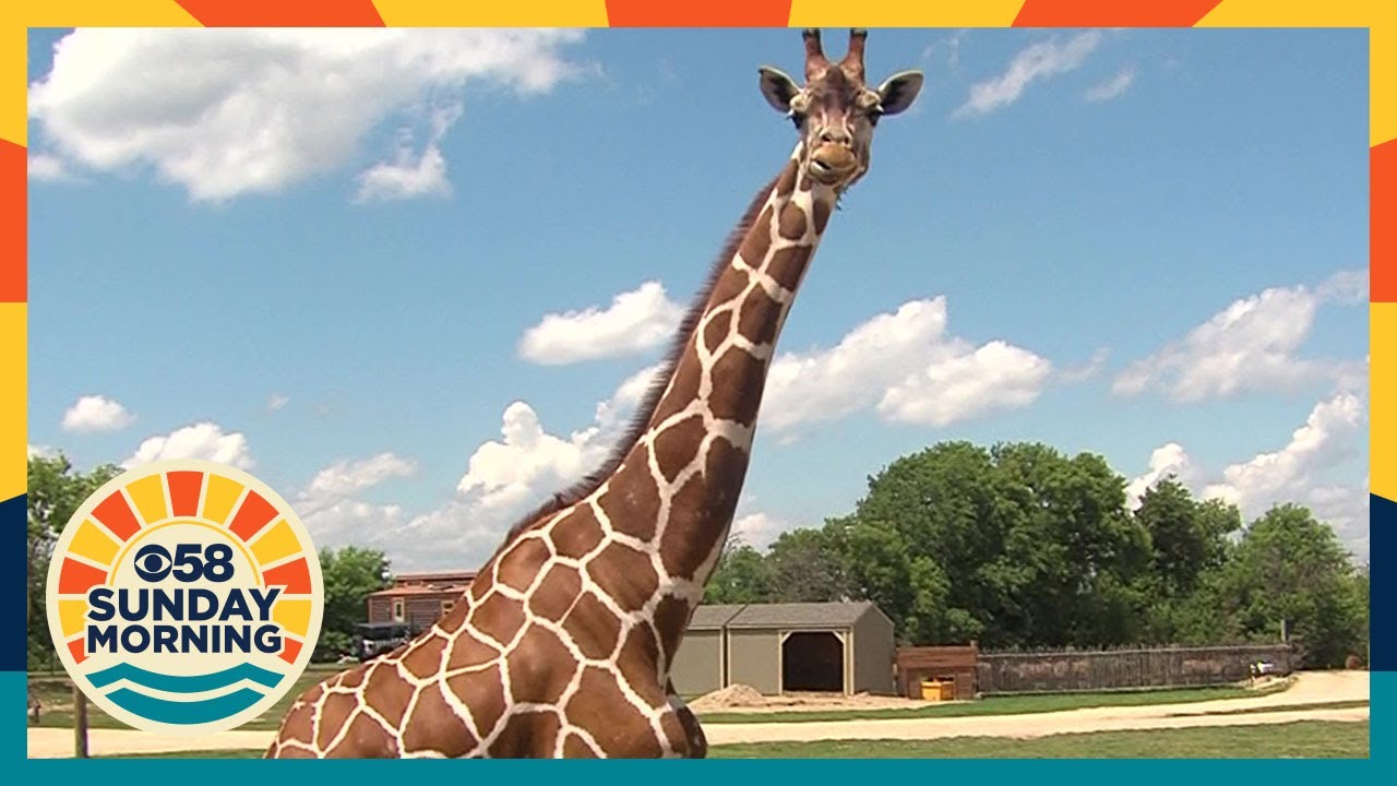 Safari Lake Geneva brings family fun and a chance to meet over 200 ...