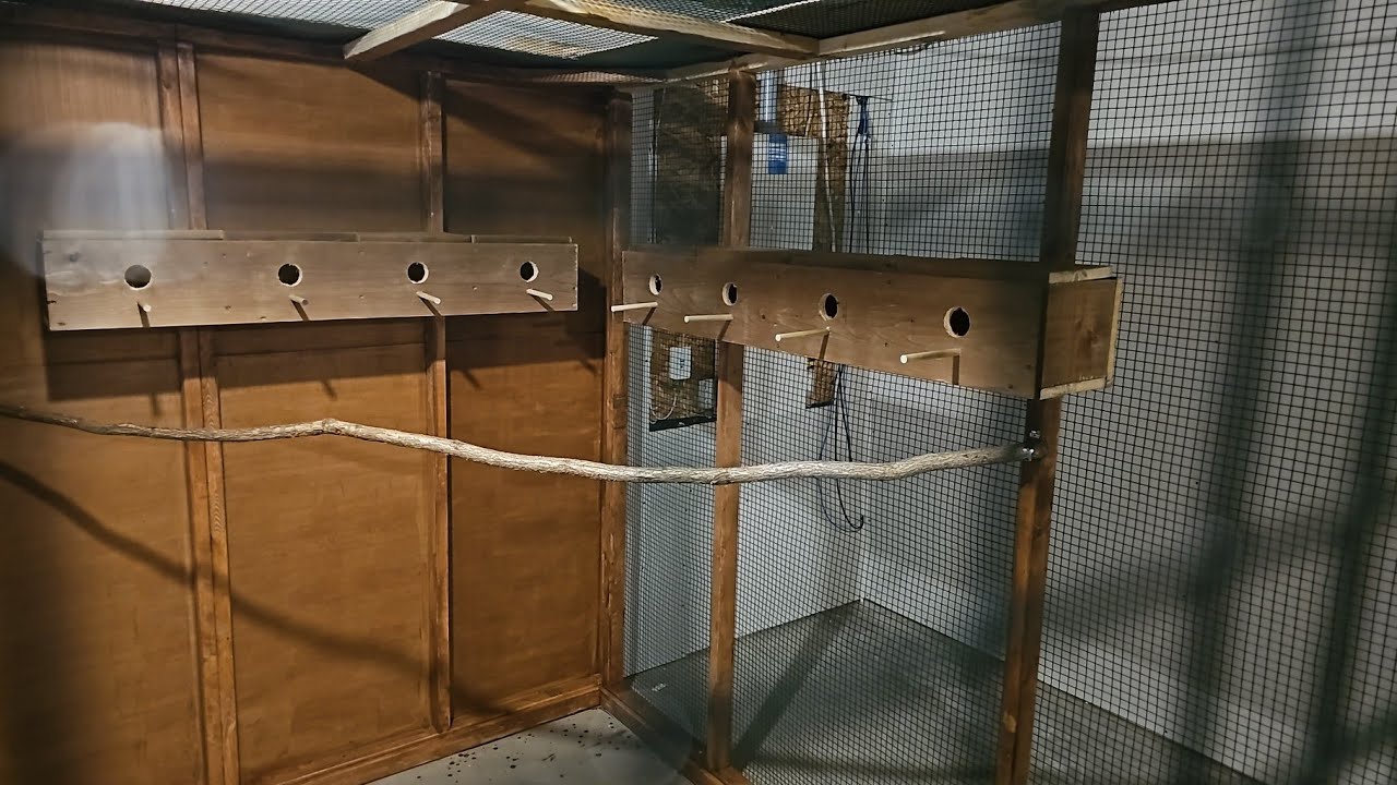 Custom budgie nest boxes in our avairy. - YouTube