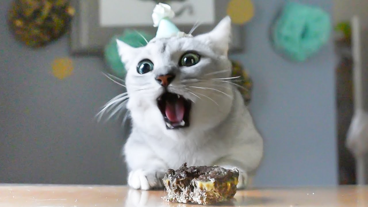 I baked a cake for my cat's BIRTHDAY! - YouTube