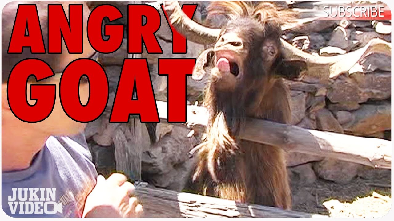 Ibex Goat Gets Angry | Throwback Thursday - YouTube