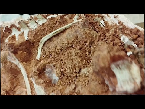 World’s Oldest Dinosaur Skeleton Discovered in Brazil Following Heavy ...
