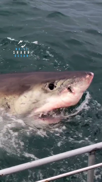 Big Great White Shark Huge Jaws Extend - YouTube
