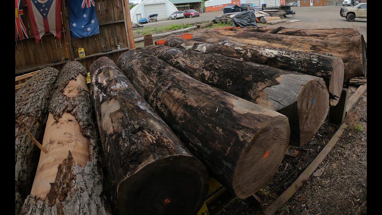 Sawing four beautiful walnut logs # 716 - YouTube