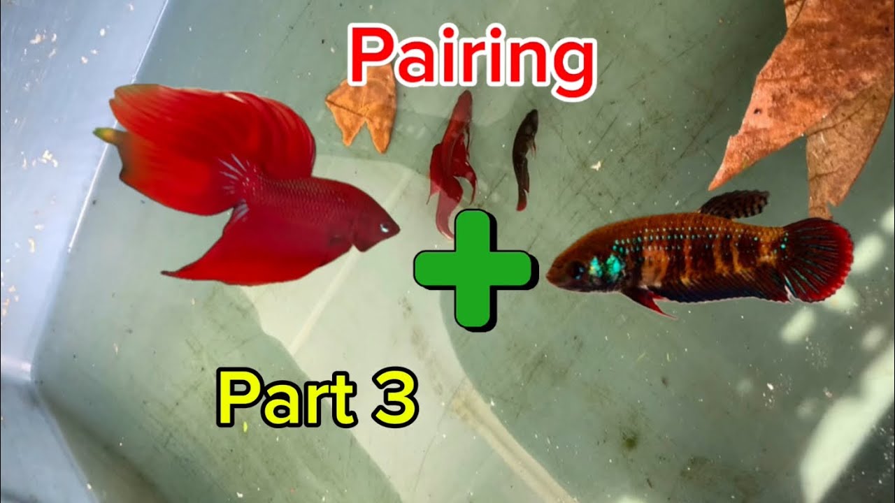 Update Wild Splenden Red + Imbellis Baby Fish Hatched Part 3 # ...