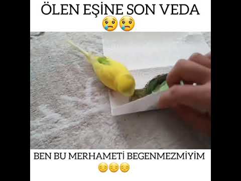 Muhabbet kuşu eşi öldü