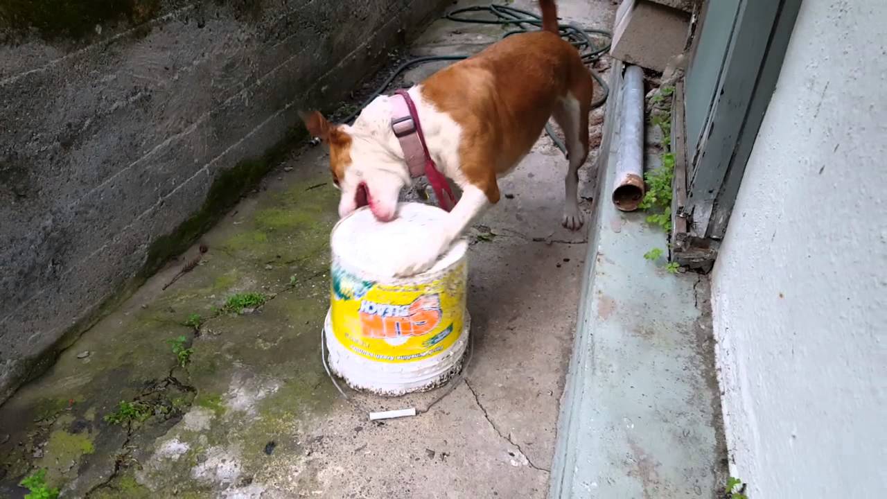 Pitbull attacks a 5 gallon bucket. - YouTube