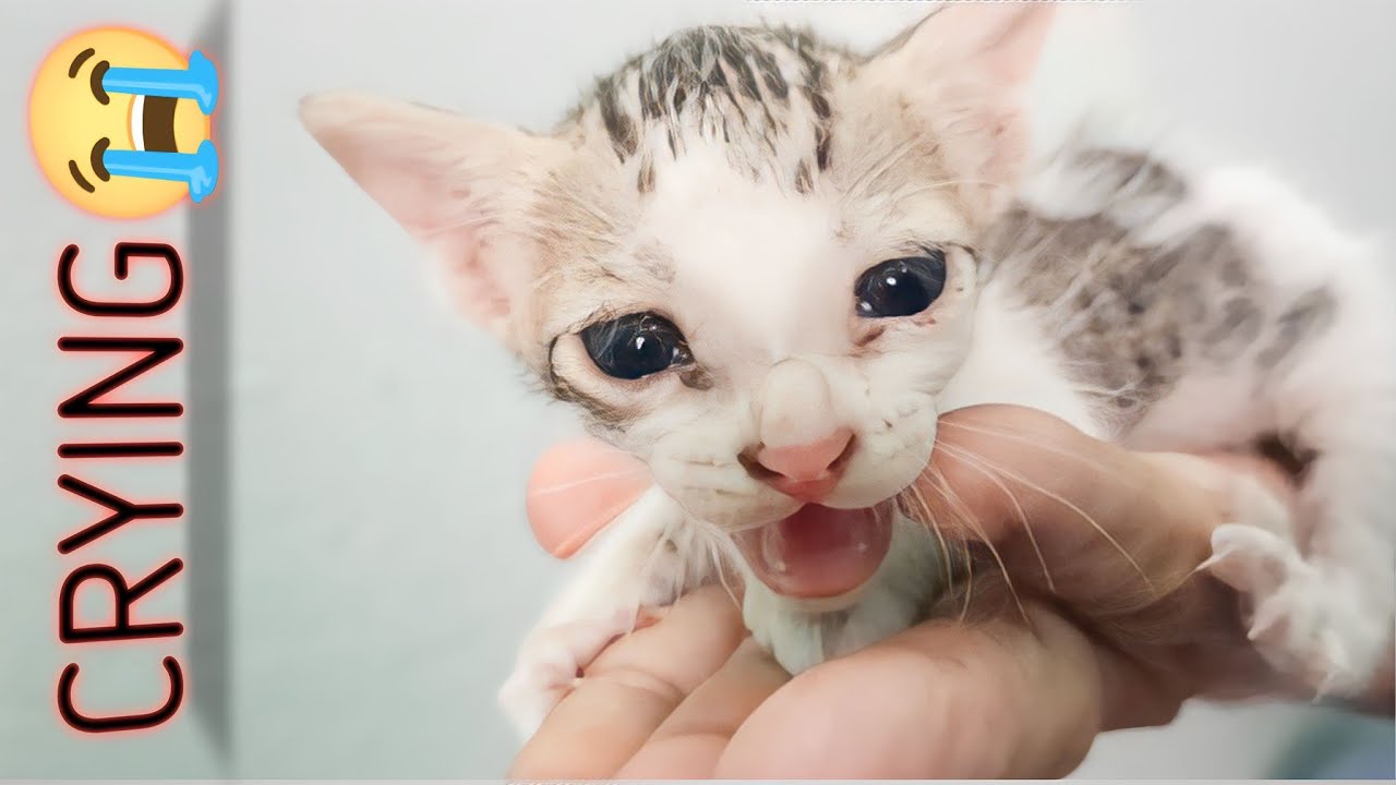 The kittens are crying a lot without their mommy today' it bothers me ...