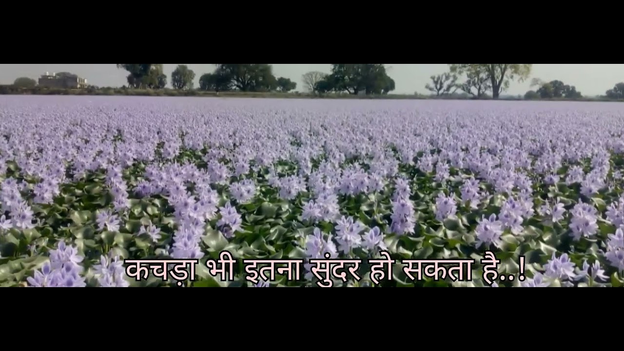 water hyacinth|Jalkumbhi|Eichhornia crassipes|जलकुंभी - YouTube