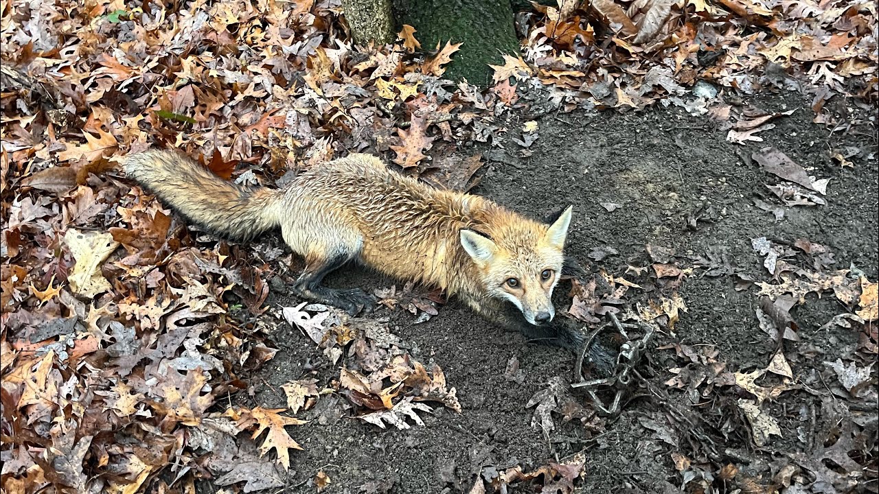 First fox of the year (Ep.5) - YouTube