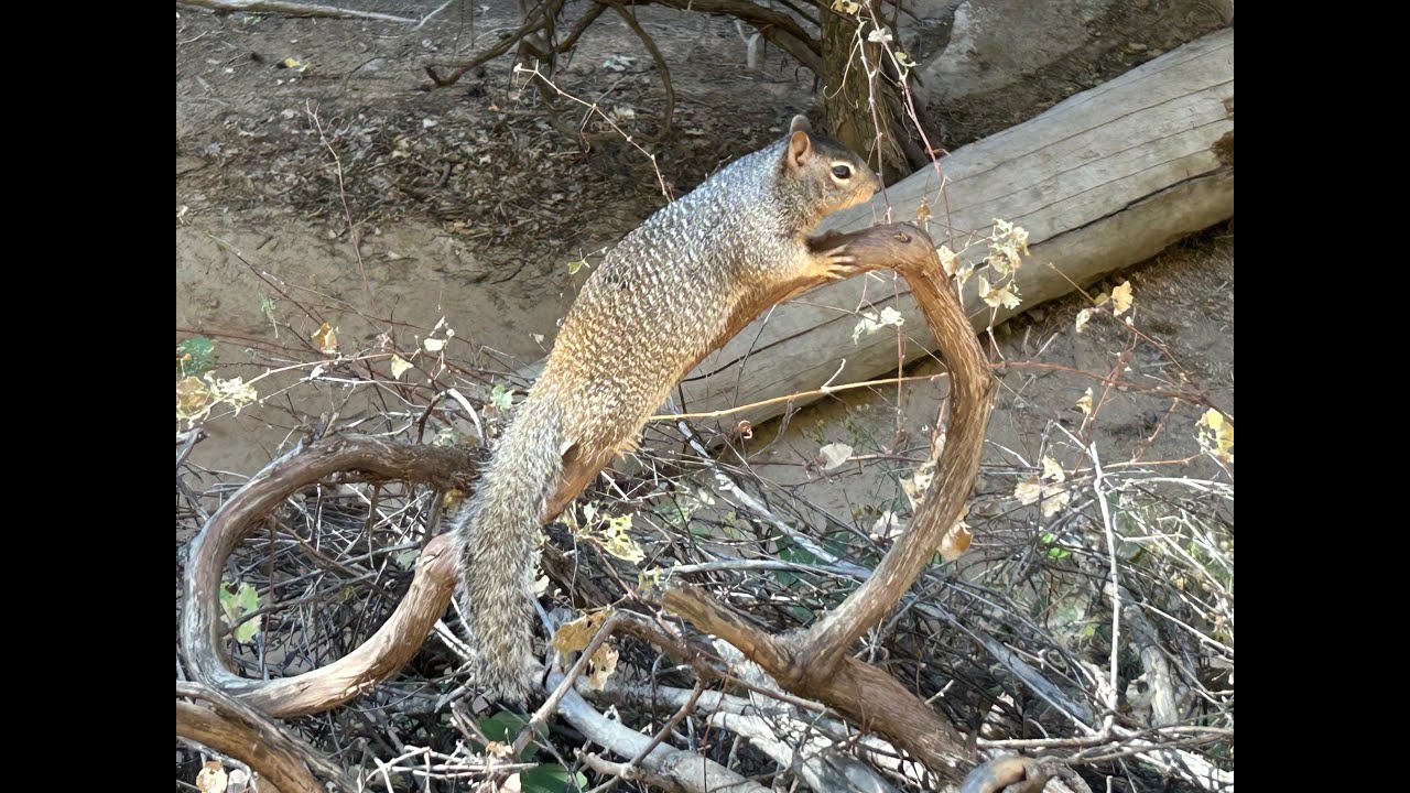 Squirrel magic trick - Madison Wisconsin - YouTube