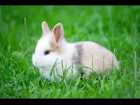 Tale Përrallë për fëmijë Si e humbi lepuri bishtin! - YouTube