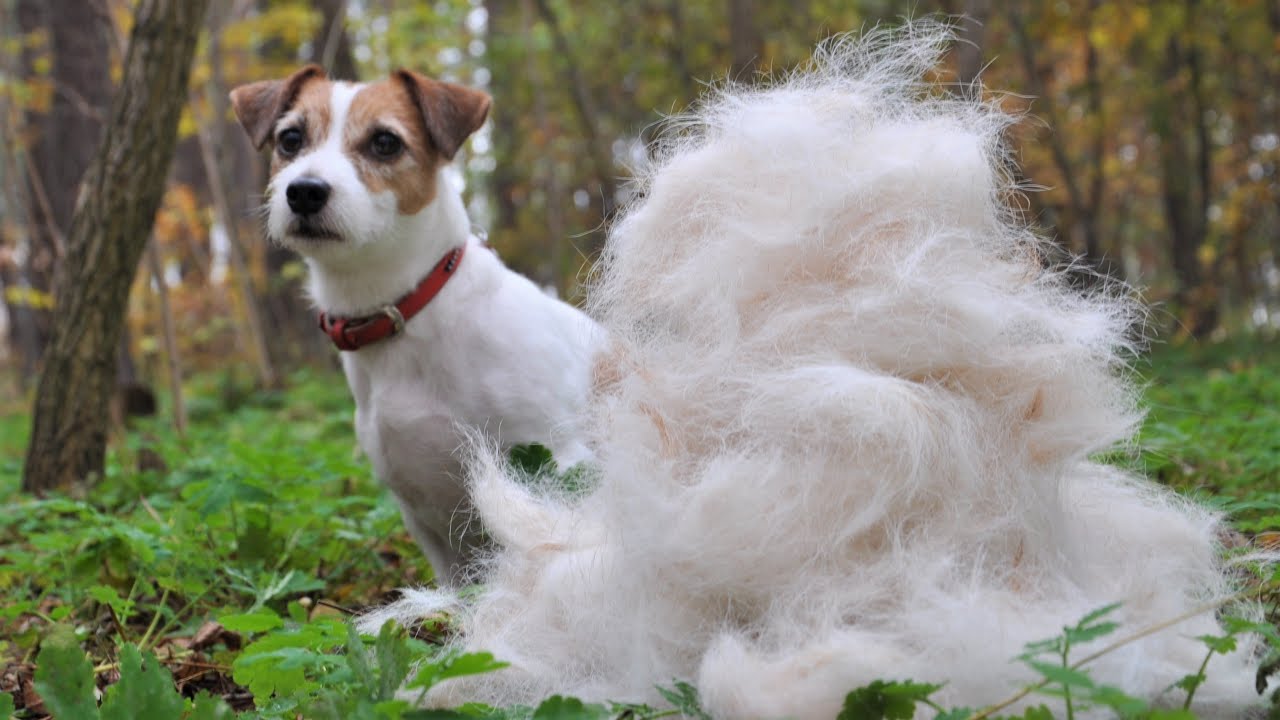 A mountain of wool from a small dog! Trimming Jack Russell Terrier ...