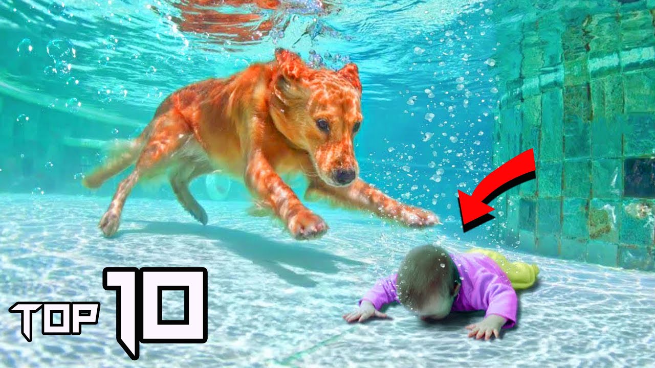 Loyal DOGS Saved People Life | Things Around - YouTube