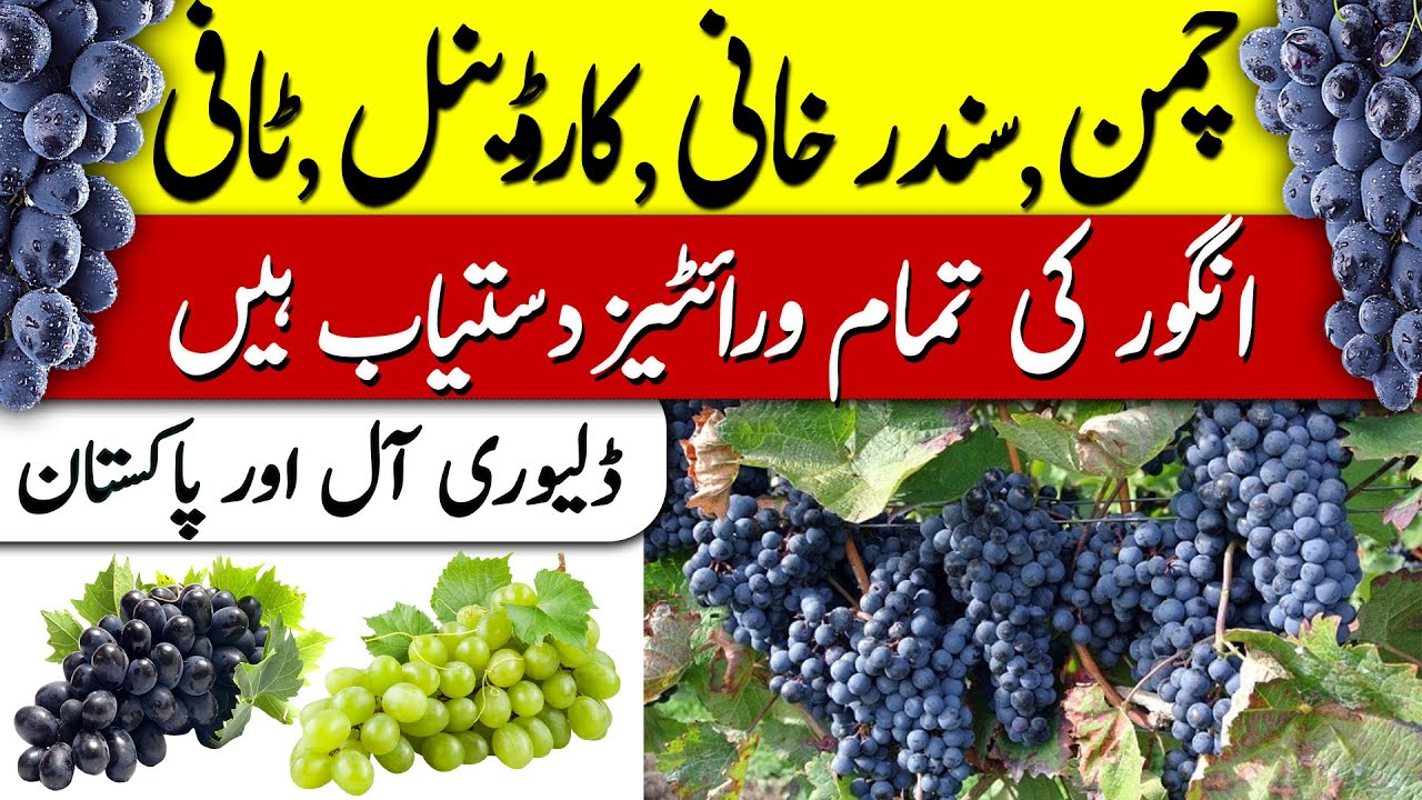 Grapes Farming In Pakistan | Wholesale Plants Market #grape #garden # ...
