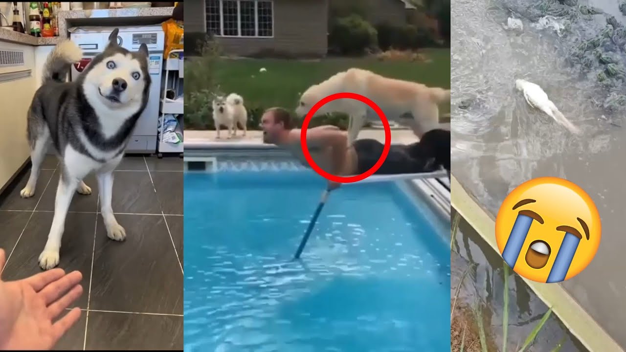 funny videos to to watch late at night with captions - YouTube