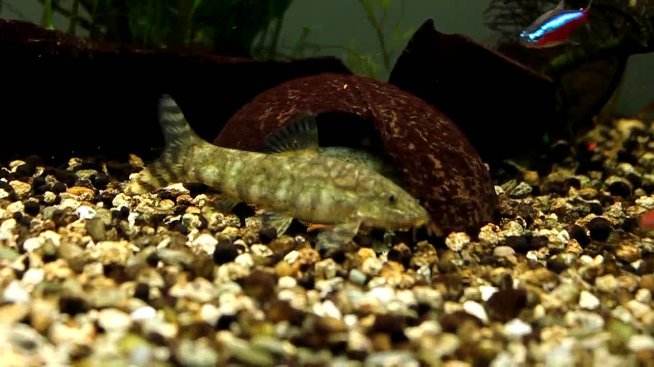 Pakistani Loach breeding ? No2 - YouTube