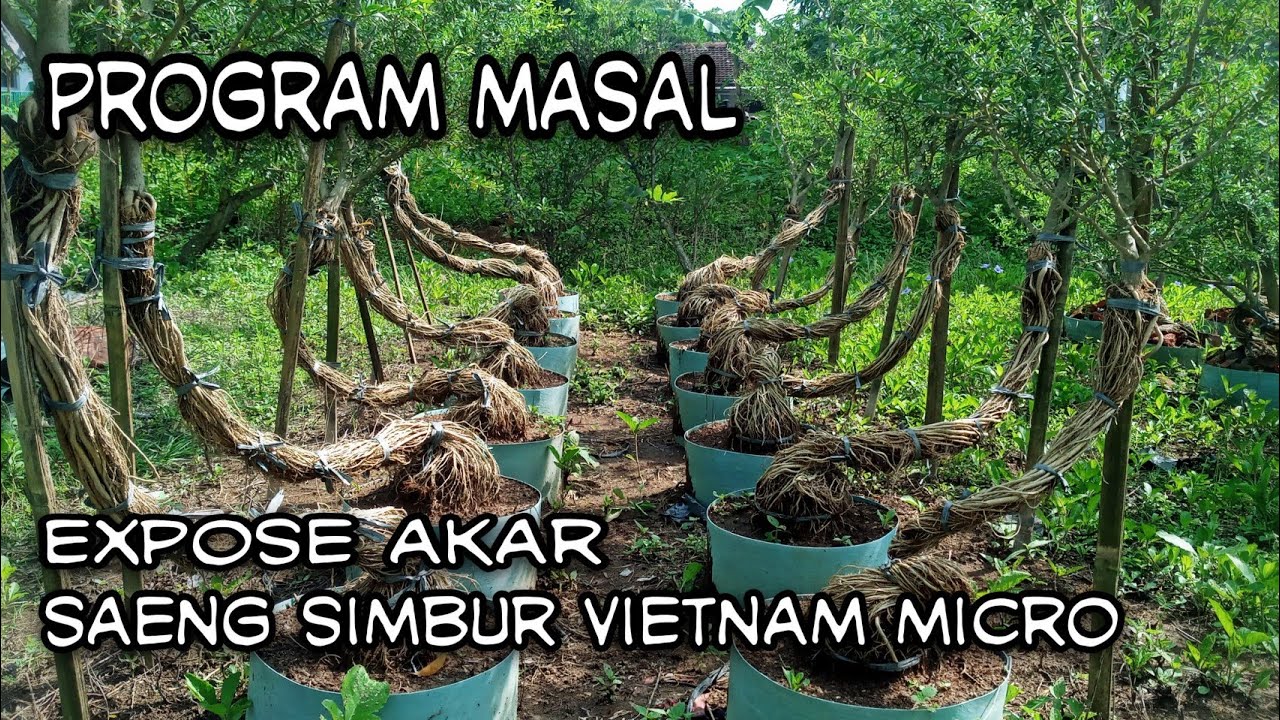 PROGRAM EXPOSE AKAR SAENG SIMBUR MICRO VIETNAM EXPOSED ROOT BONSAI ...