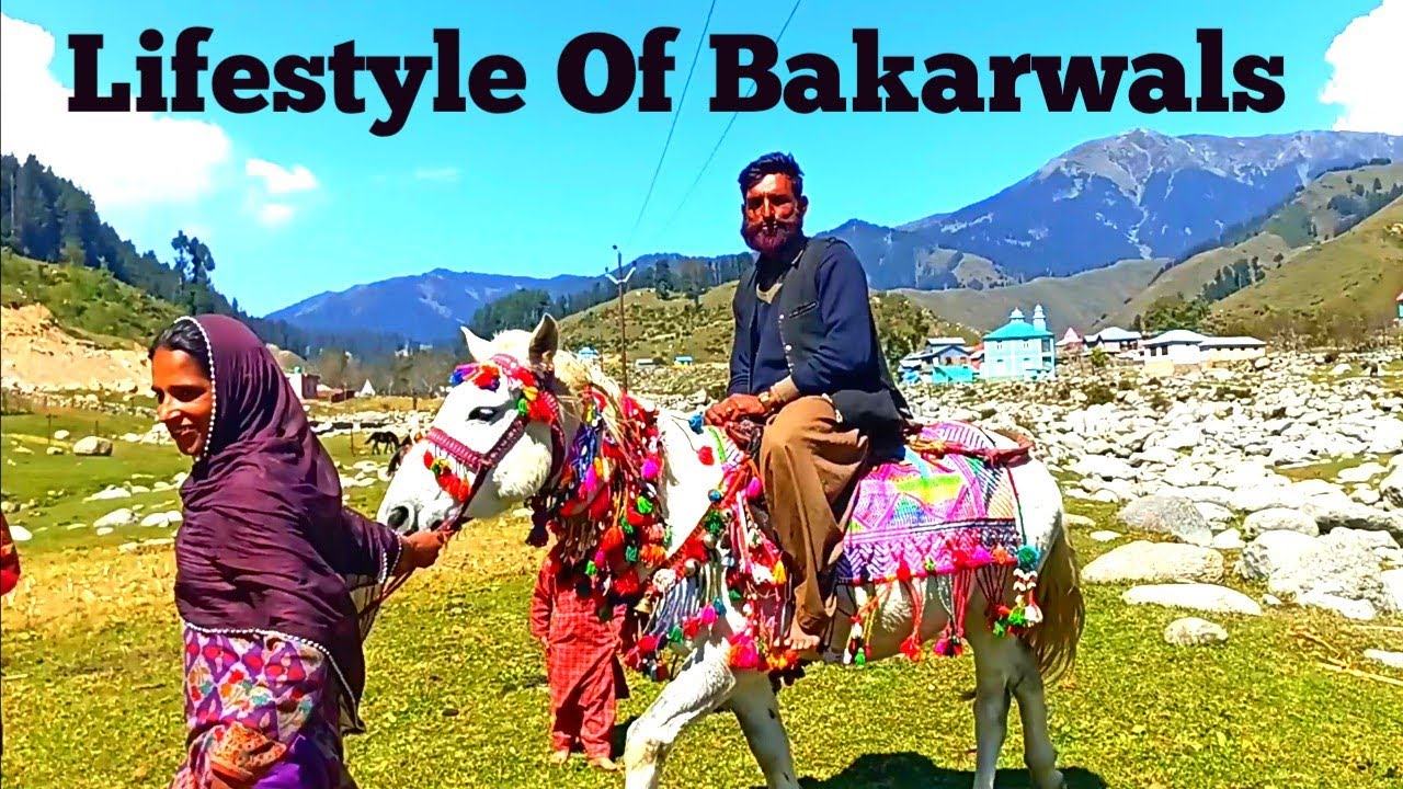 Lifestyle of Bakarwal/Gujjars family. - YouTube