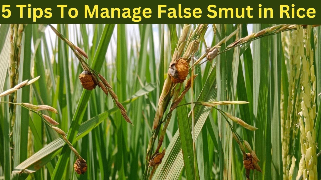 Top 5 Tips to Manage False Smut in Your Rice Field. - YouTube