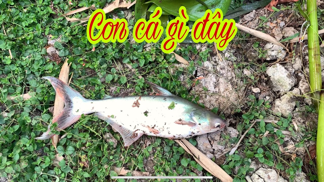Câu Cá Tra Sông Tự Nhiên Dính Mà Không Biết Con Cá Gì Luôn | Fishing ...