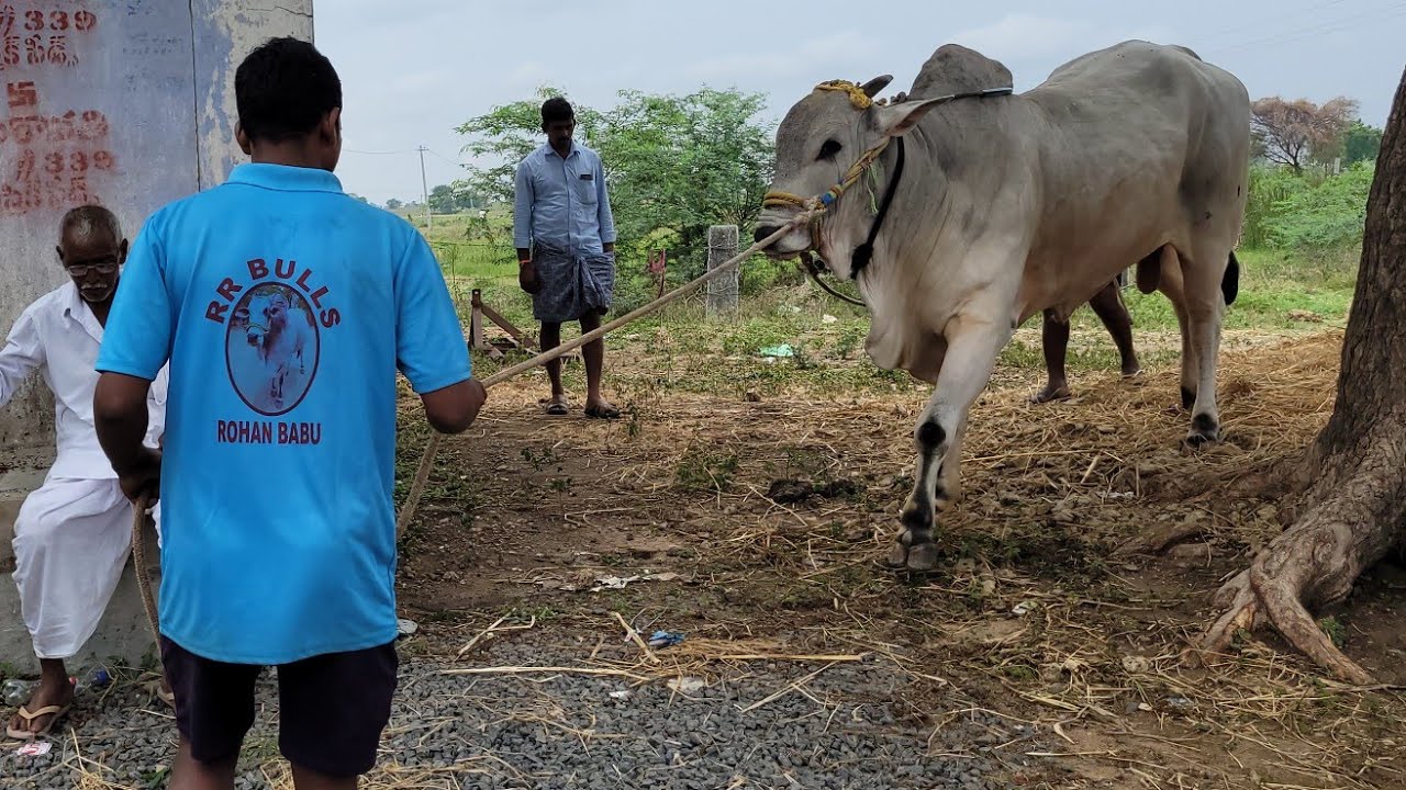 RR Bull's D.Rohan babu gari junior bulls ....in Kothapalem - YouTube