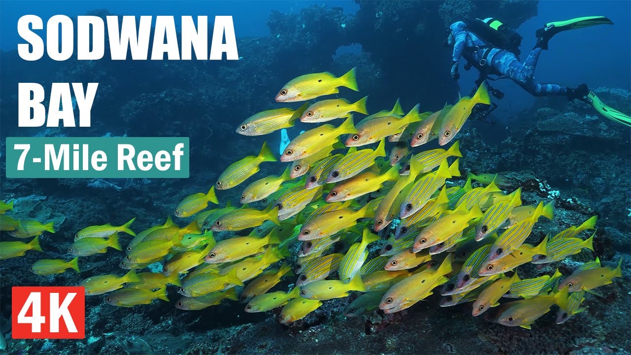 7-Mile Reef - Sodwana Bay Scuba Diving 4K - YouTube