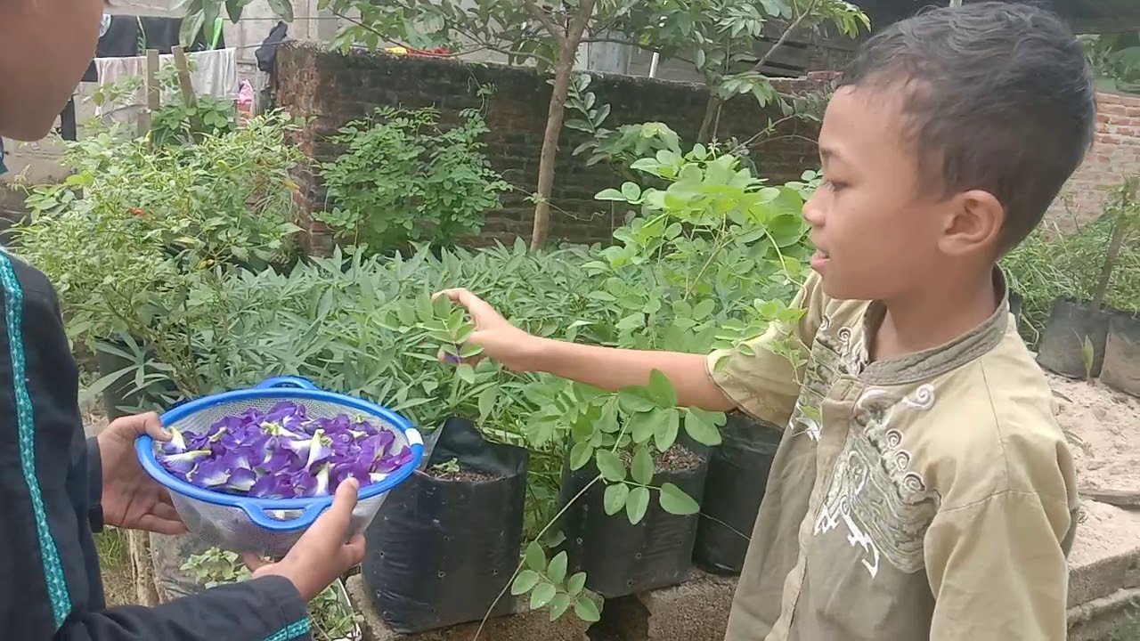 Budidaya bunga telang dan daun min jarena banyak manfaatnya - YouTube