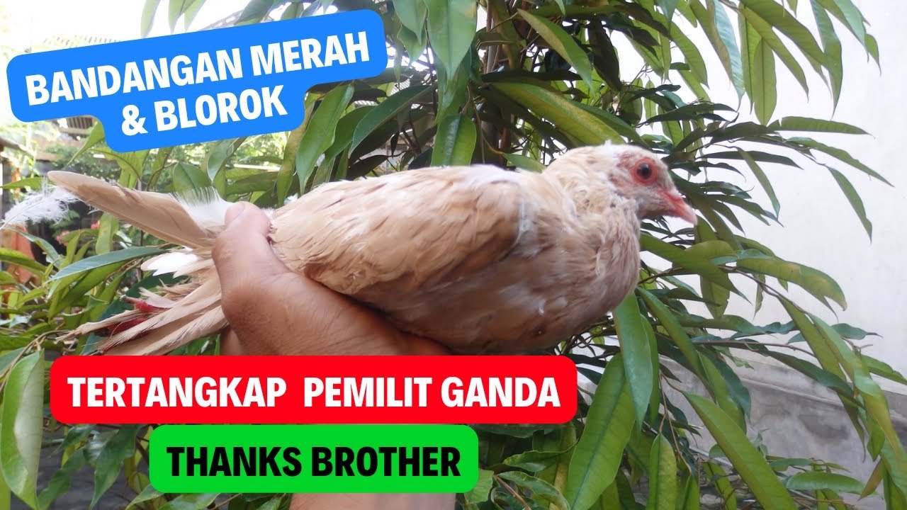 Bandangan Merah & Blorok Merpati Getakan Lombok Tertangkap dengan ...