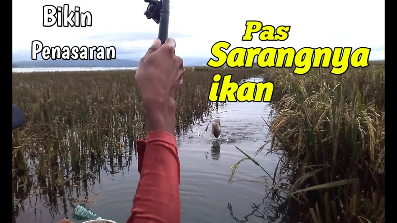 Lagi lagi spot pohon padi tenggelam.ikan makan gemuk gemuk|| - YouTube