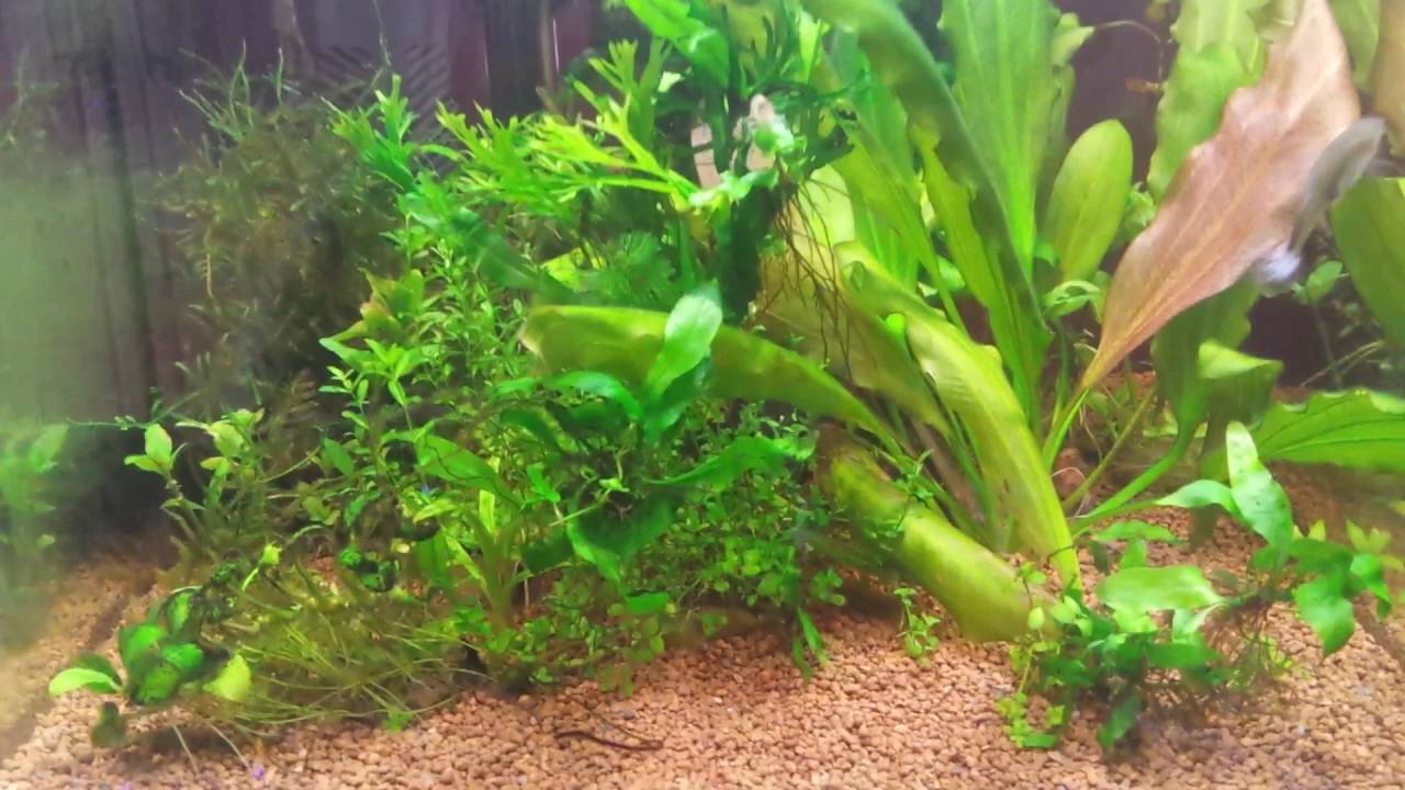 ♡La croissance des mes bébés guppys et la présentation de mes nouveaux ...