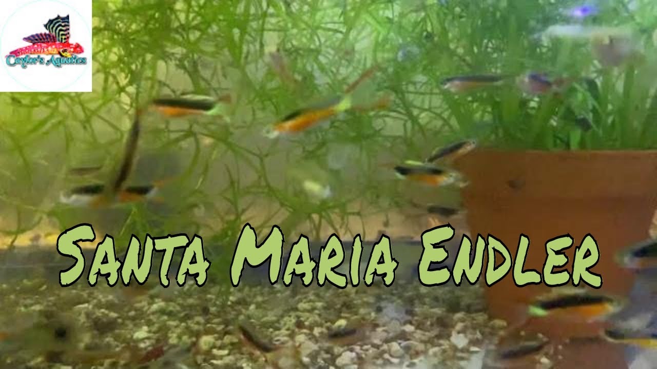 Santa Maria Endlers ( Poecilia endler) Swallowtails #projectpoecilia ...