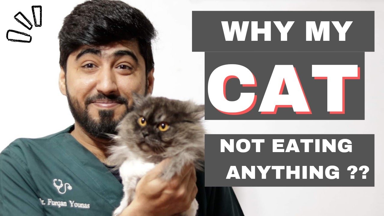 Cat stopped eating || Major Signs of cat illness || Animalia Dot Pk ...