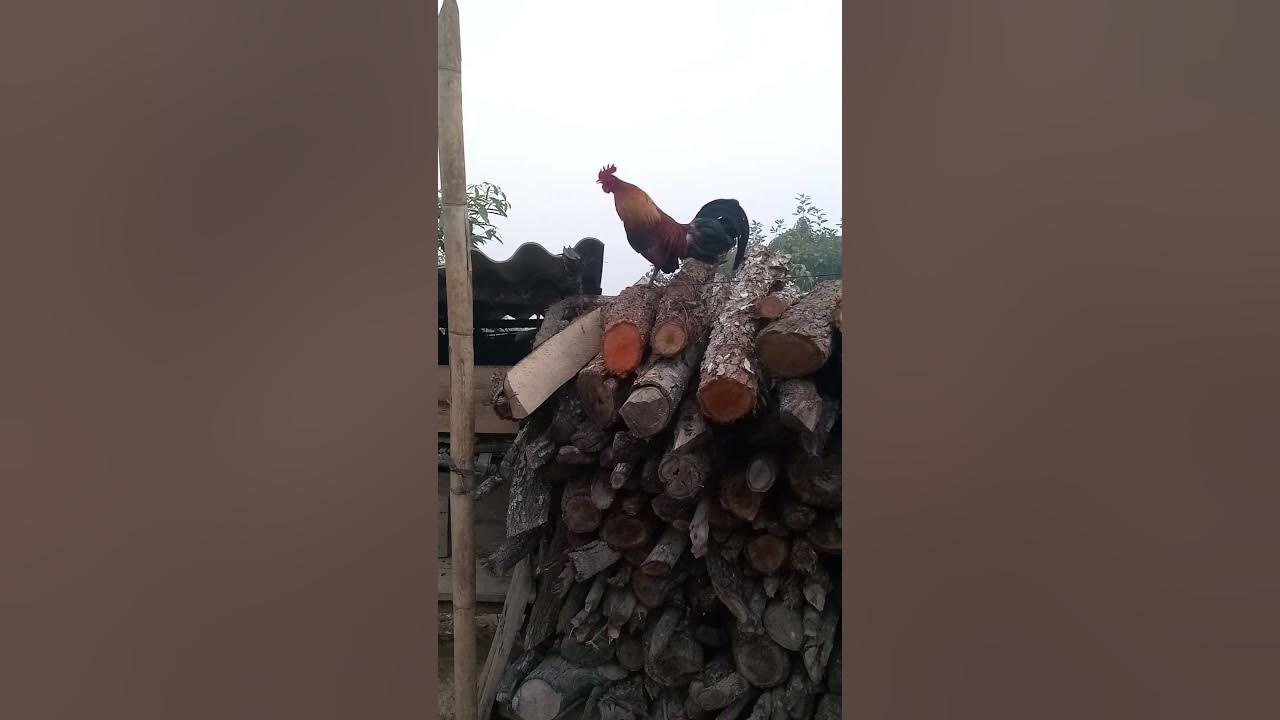 qaib qua soob tab zoo cuab kawg - YouTube