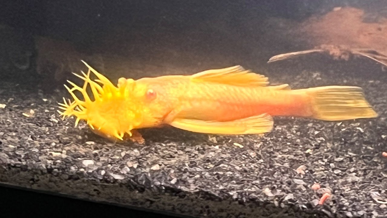 Sunday fish hunting and sharing - YouTube