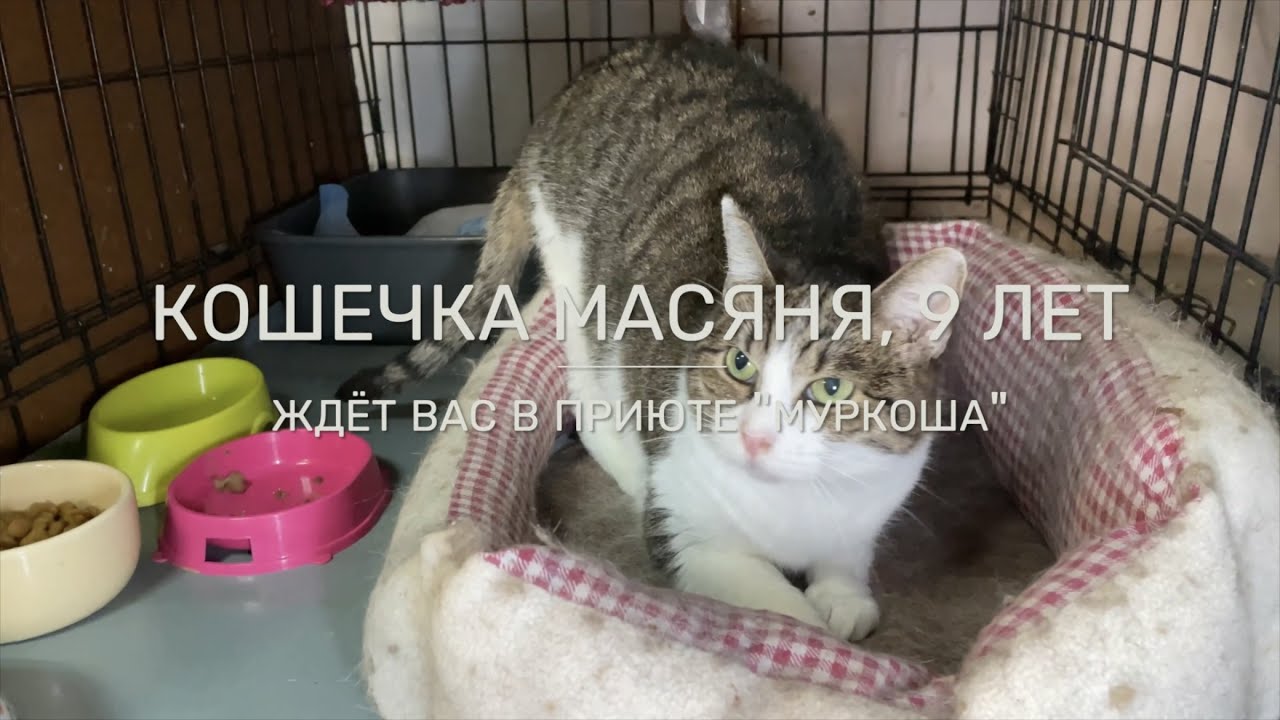 МАСЯНЯ - YouTube