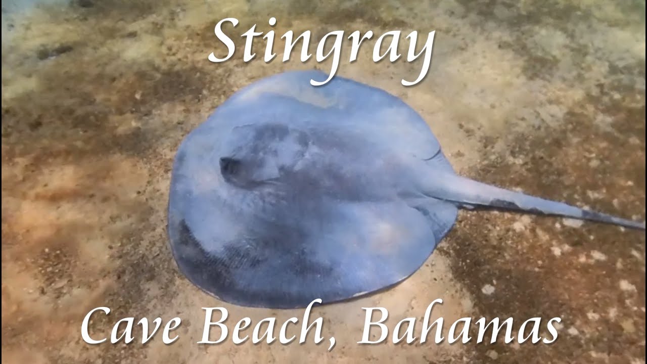 Stingray standard video - Cave Beach, Bahamas - YouTube