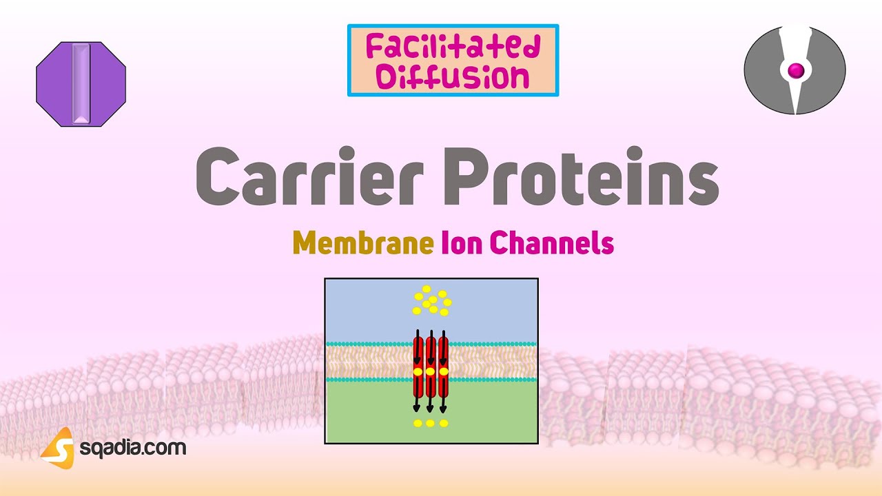 Membrane Ion Channels - Carrier Proteins - YouTube