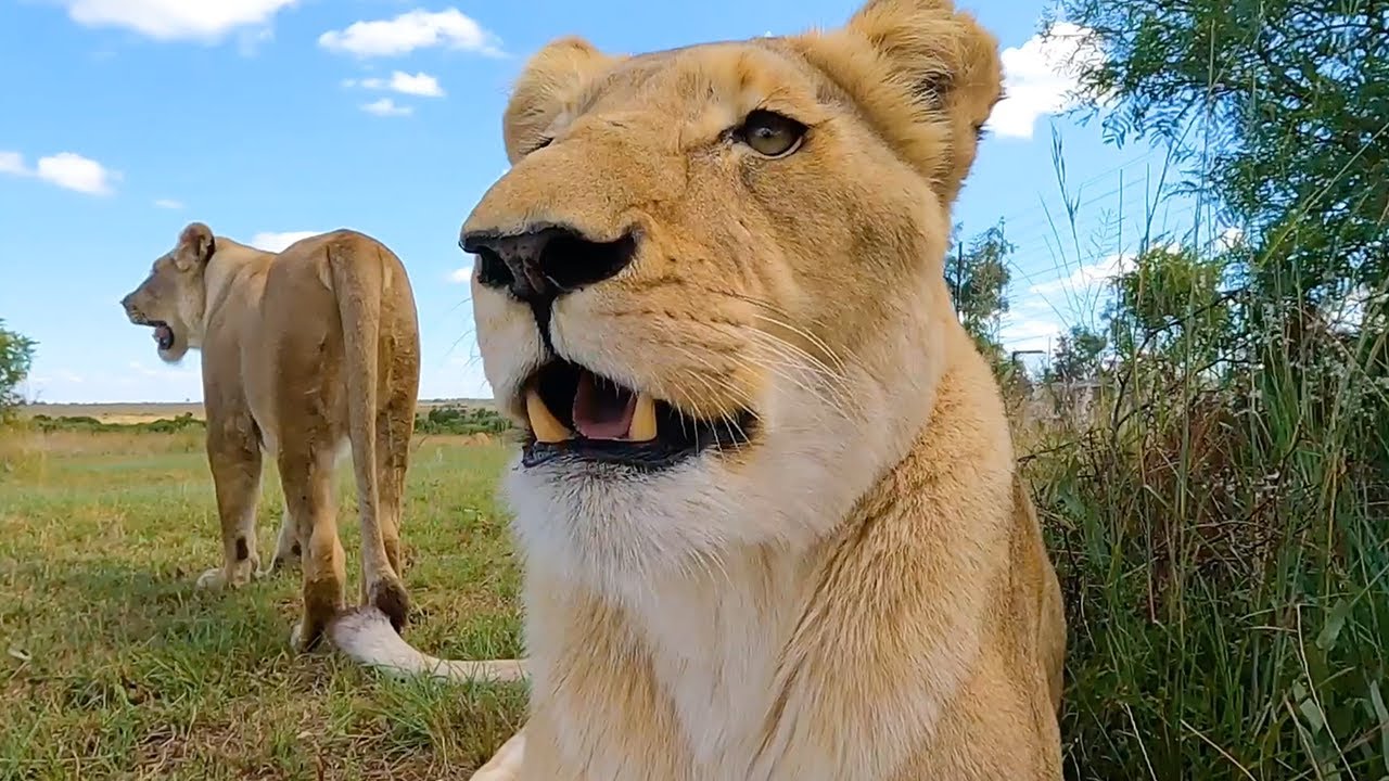 Thor's Pride: From Cubs to Remarkable Adult Lions | The Lion Whisperer ...