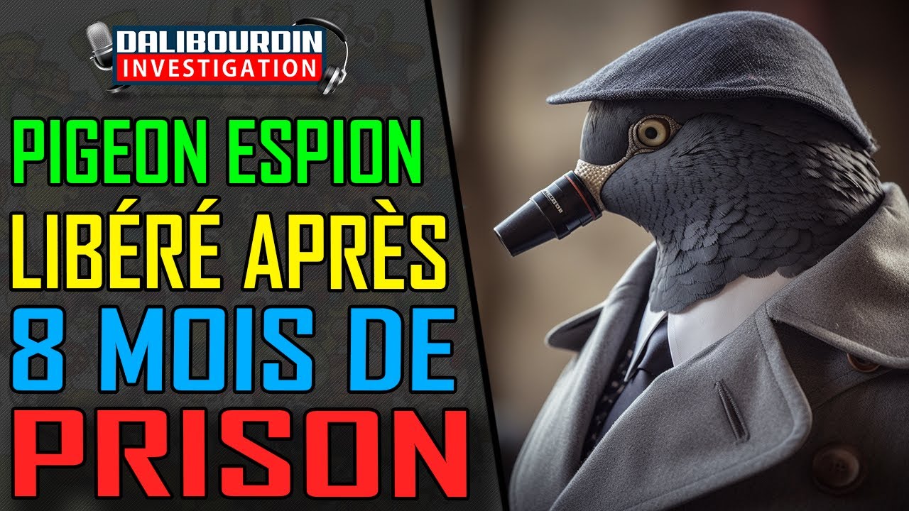 UN PIGEON ESPION SORT DE PRISON APRÈS 8 MOIS D'INCARCERATION - IL ...