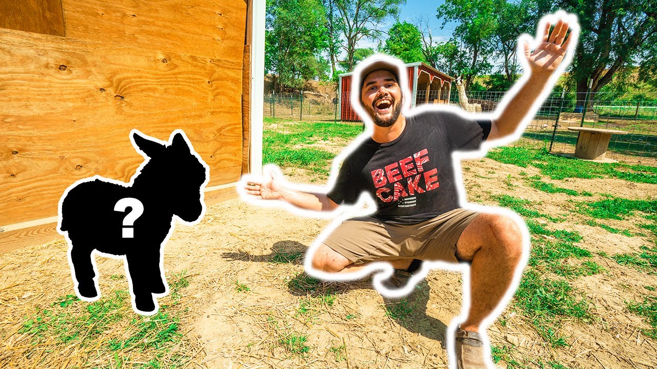A Surprise BABY DONKEY was BORN in the BACKYARD FARM!!! - YouTube