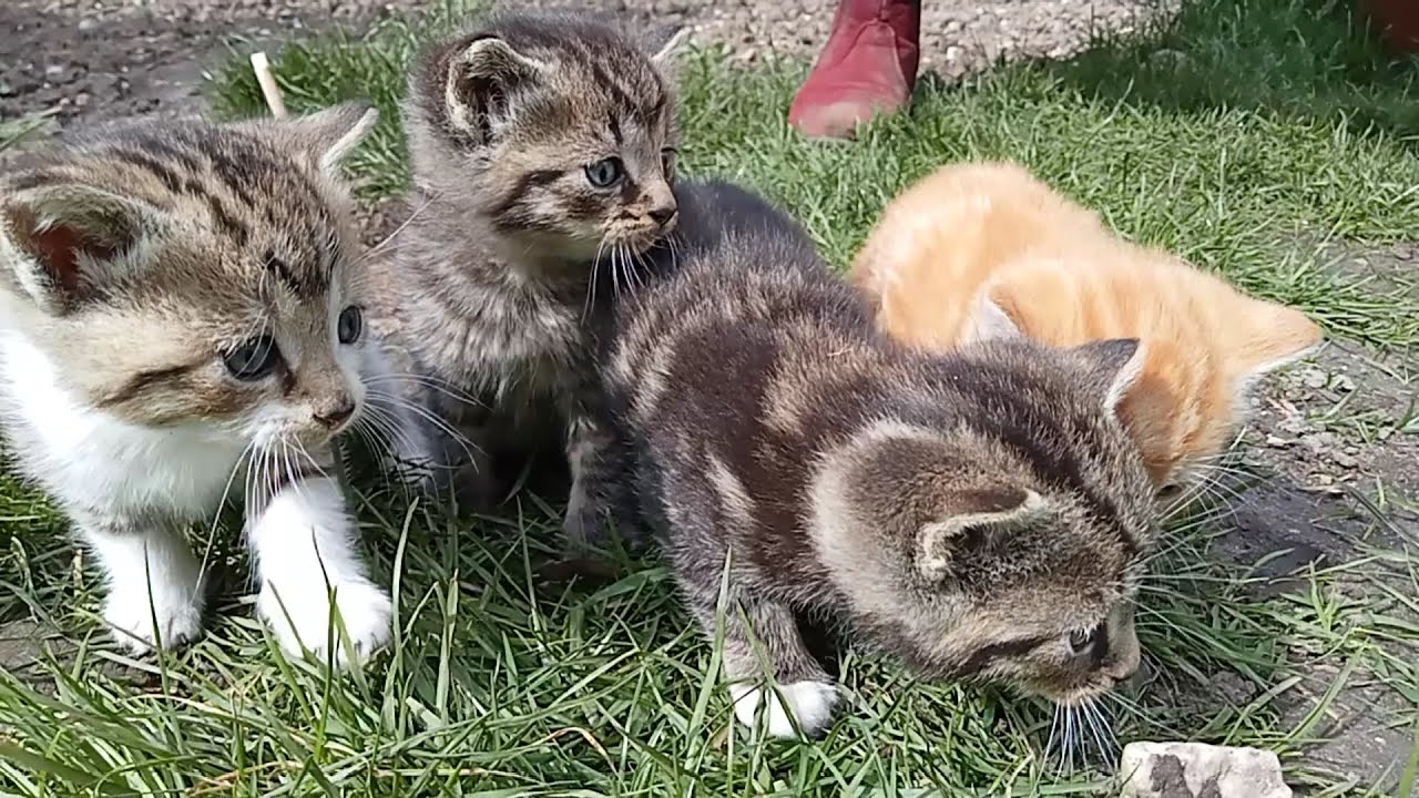 In our garden: kittens begin to explore - YouTube