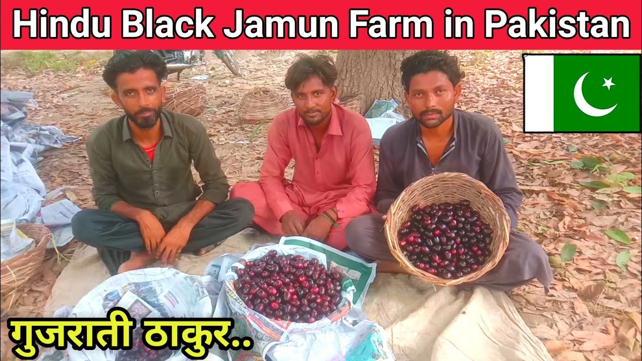 Hindu Black Jamun Farm in Pakistan🌳🇵🇰|| Black Jamun Farm in Pakistan ...