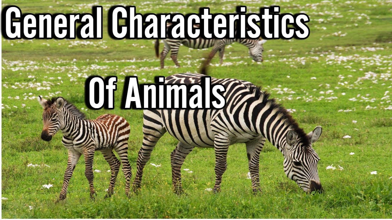 Kingdom Animalia | Features Of Members Of Kingdom Animalia | Phyla Of ...