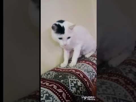pisy life style #short #shorts #psl #cat #kitty #kedi #animals #fuunyvideo