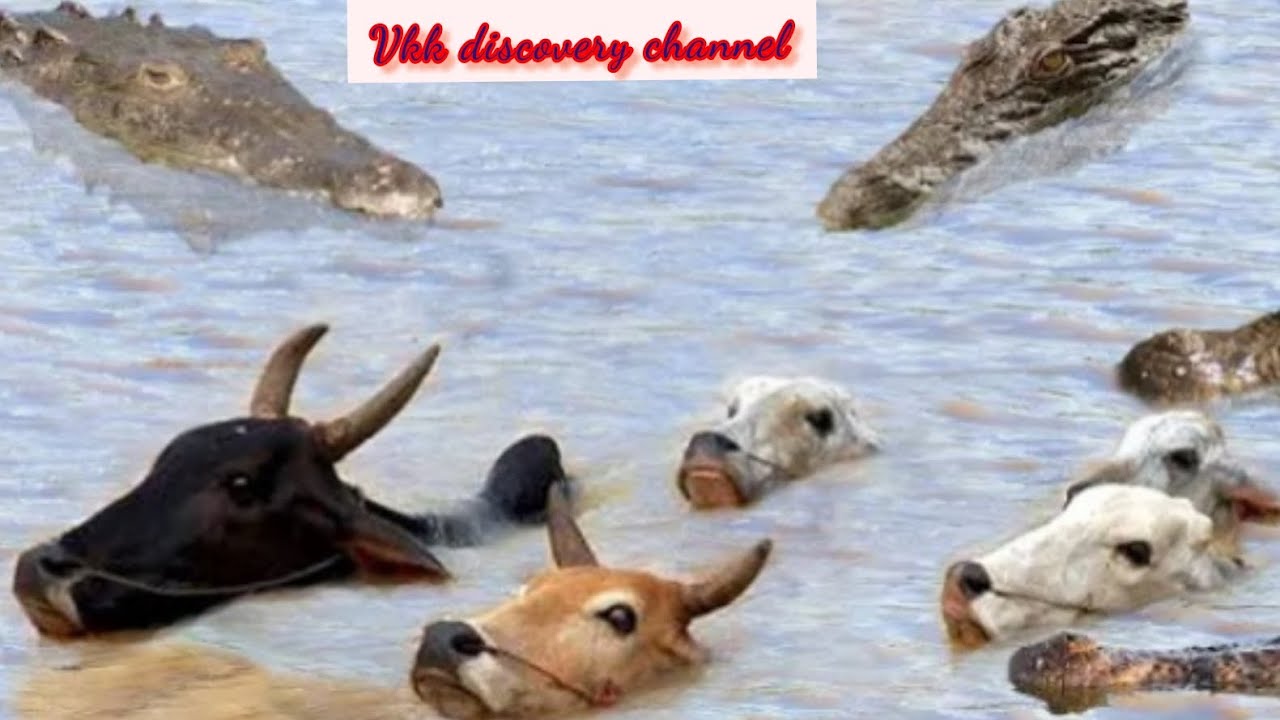 cow are in flood /cow need help/‎@VK.Discoverychannel - YouTube