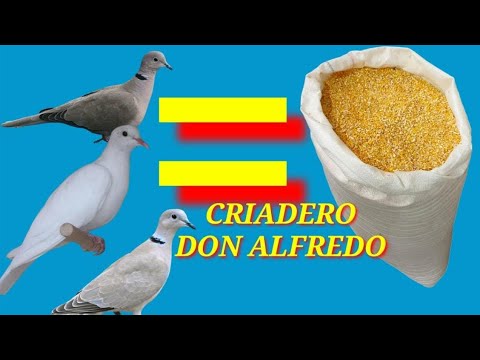 Intercambie Mís aves / criadero Don Alfredo - YouTube